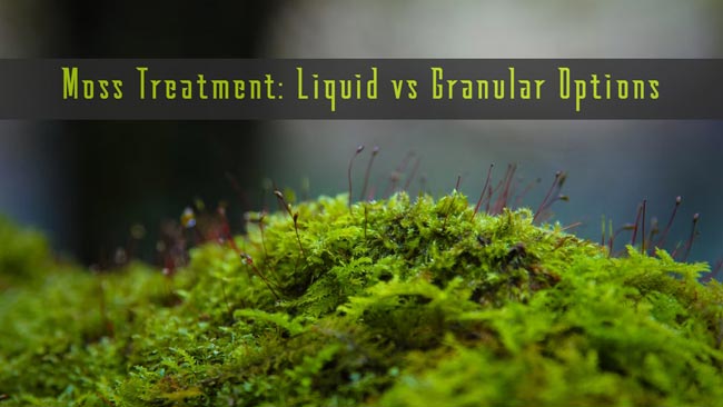 Moss Treatment: Liquid vs Granular Options - Snugs Services